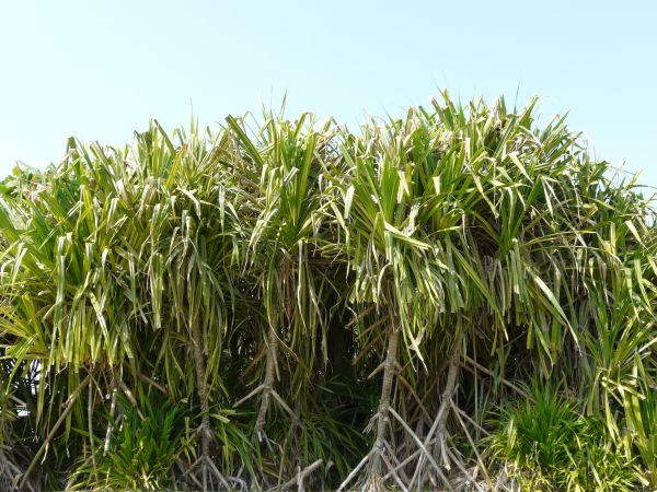 tall grass texture 0016 - Texturelib